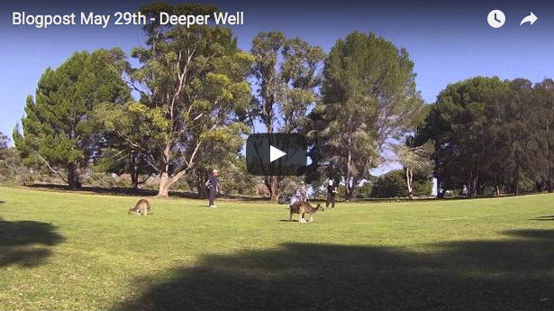 Yanchep kangaroos ‘forced off Sun City Country Club golf course by ...