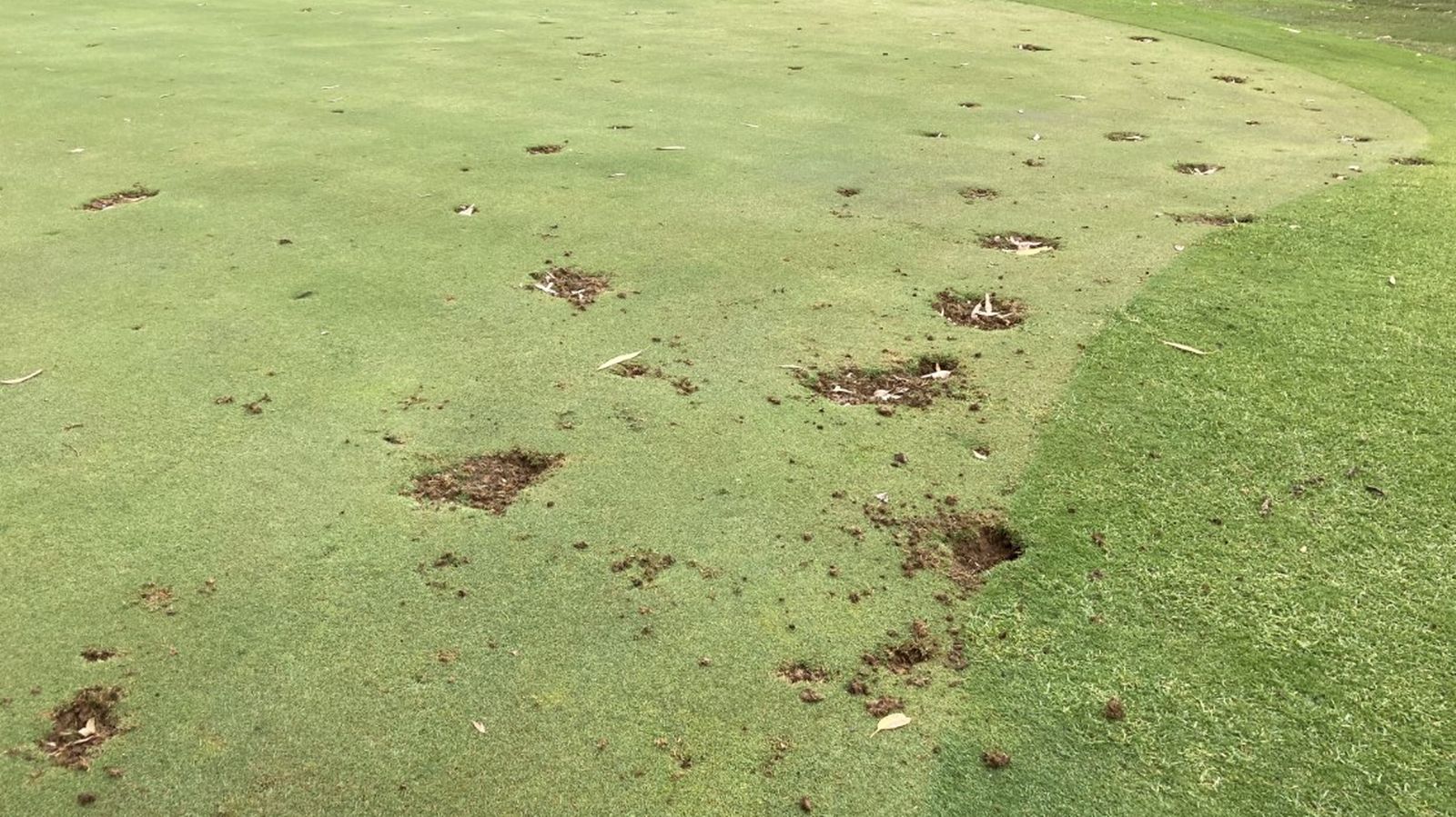Terang Golf Club in Victoria destroyed by birds | Golf Industry Central ...