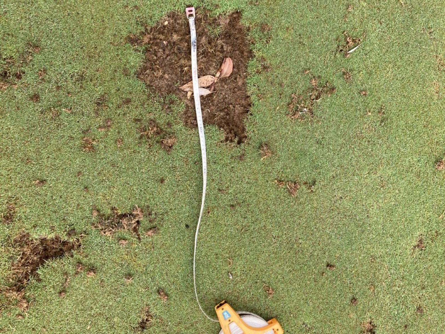 Terang Golf Club in Victoria destroyed by birds | Golf Industry Central ...